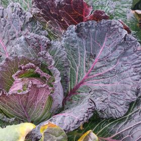 Prodotti | I sapori di Sant'Erasmo